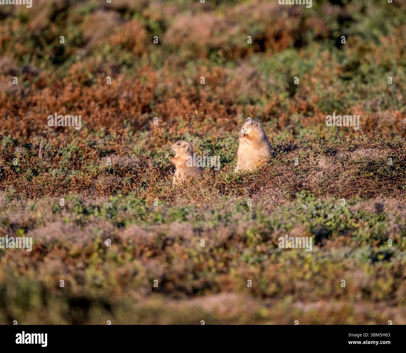 Black-tailed prairie dogs dot the landscape within the Badlands ...