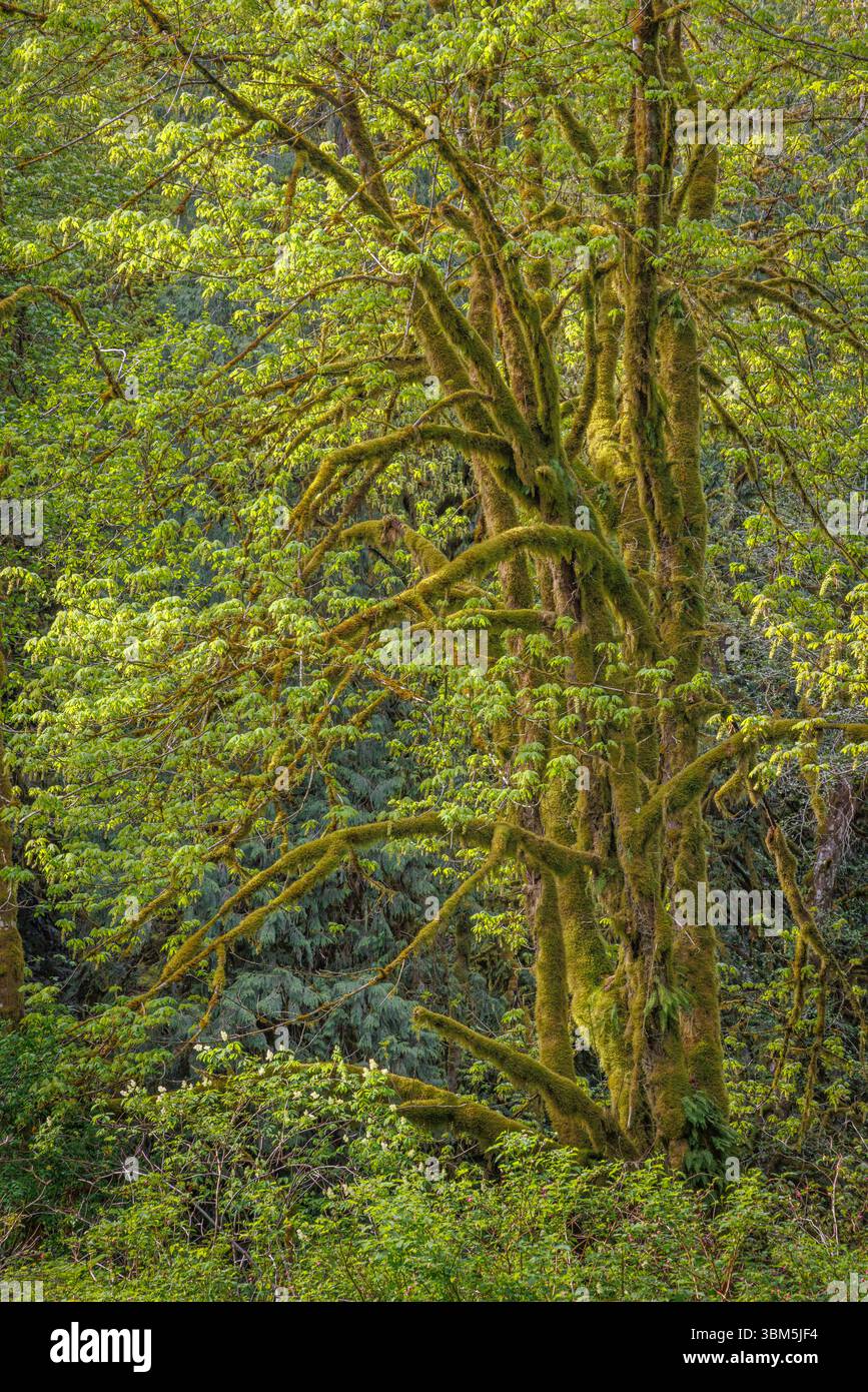 Bigleaf maple tree hi-res stock photography and images - Alamy