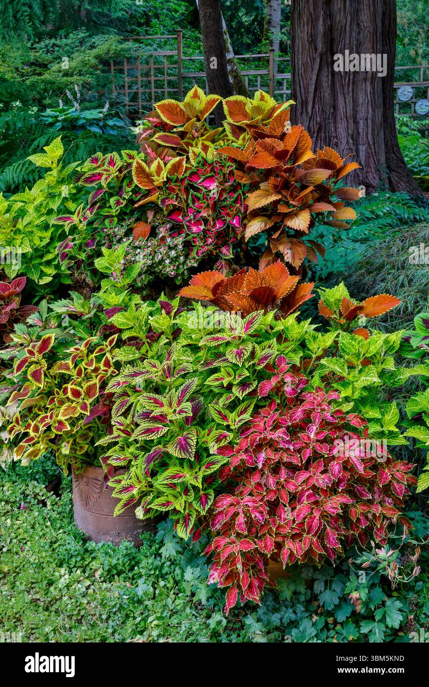 USA, Washington State, Sammamish. Coleus in planters in garden Stock ...