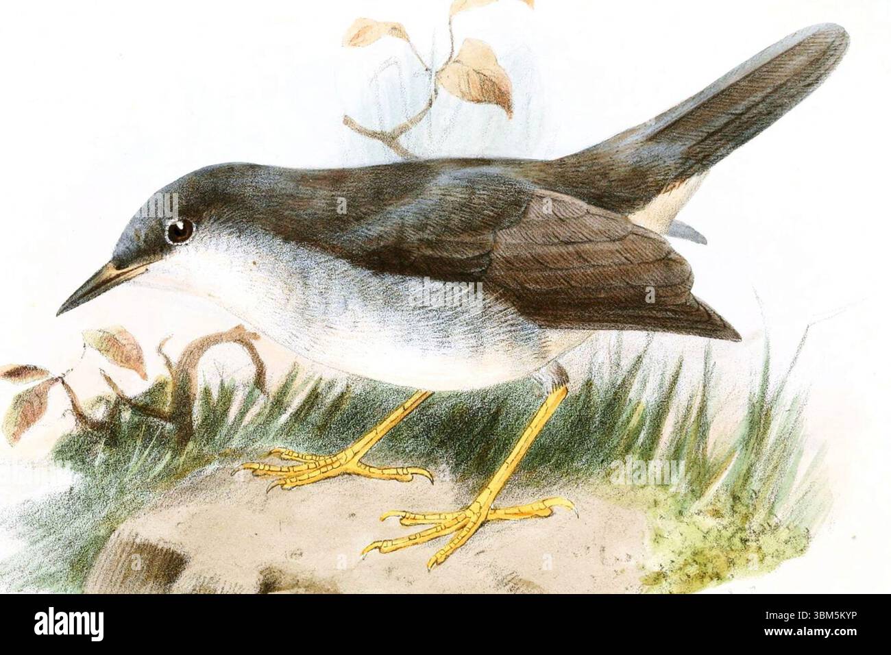 Leucopeza semperi hi-res stock photography and images - Alamy