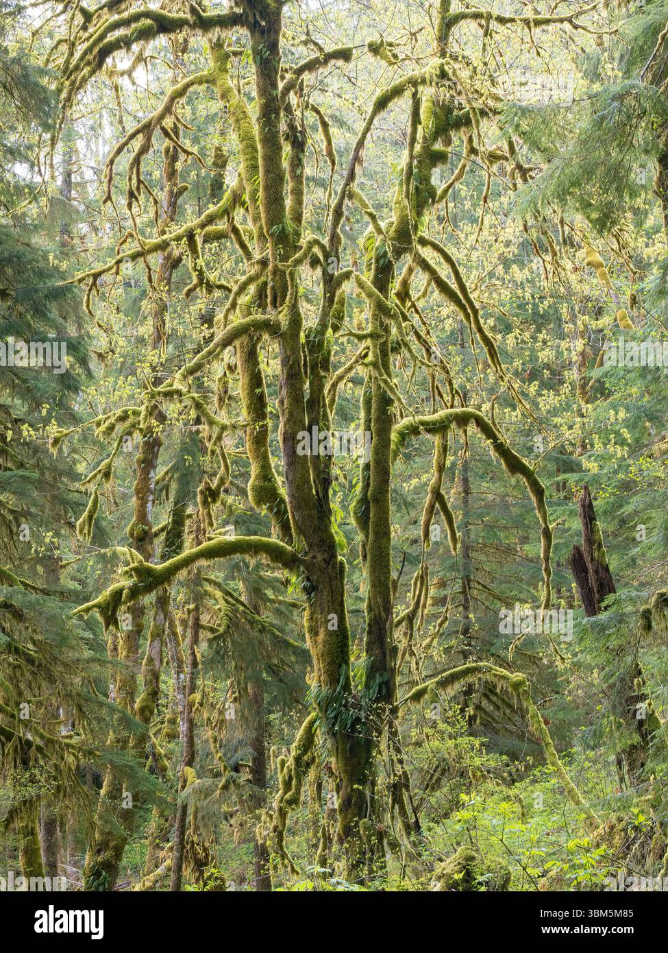 Washington State, Central Cascades. Moss covered artistically shaped ...