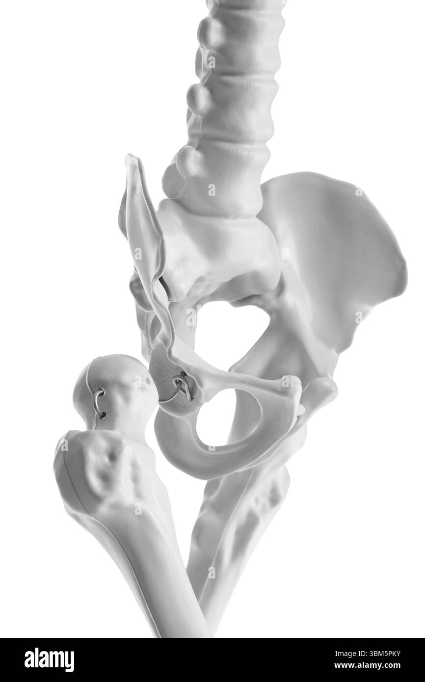 Human pelvis on science Black and White Stock Photos & Images - Alamy
