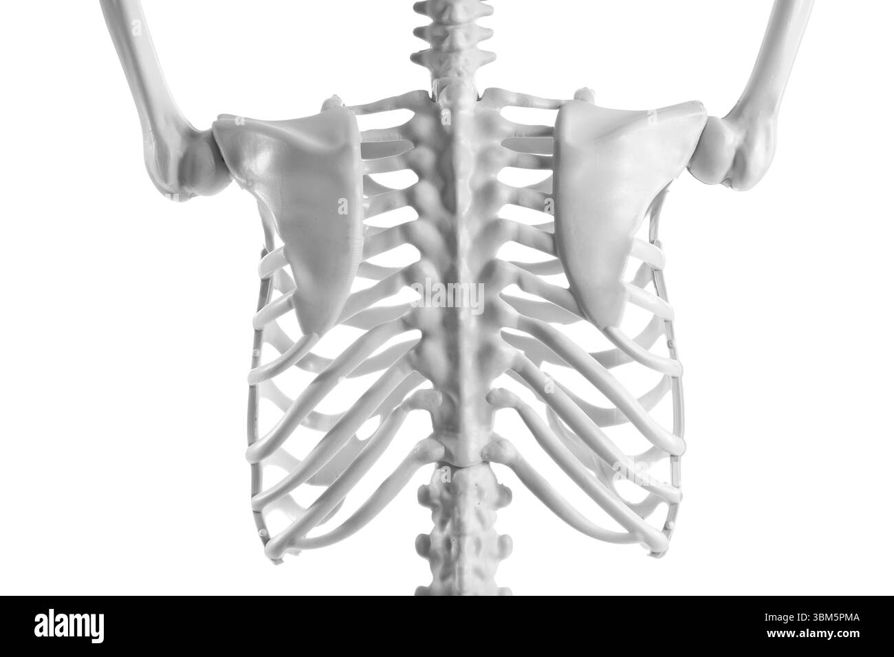Spine, ribs and scapulas of human skeleton isolated on white background, back view Stock Photo ...