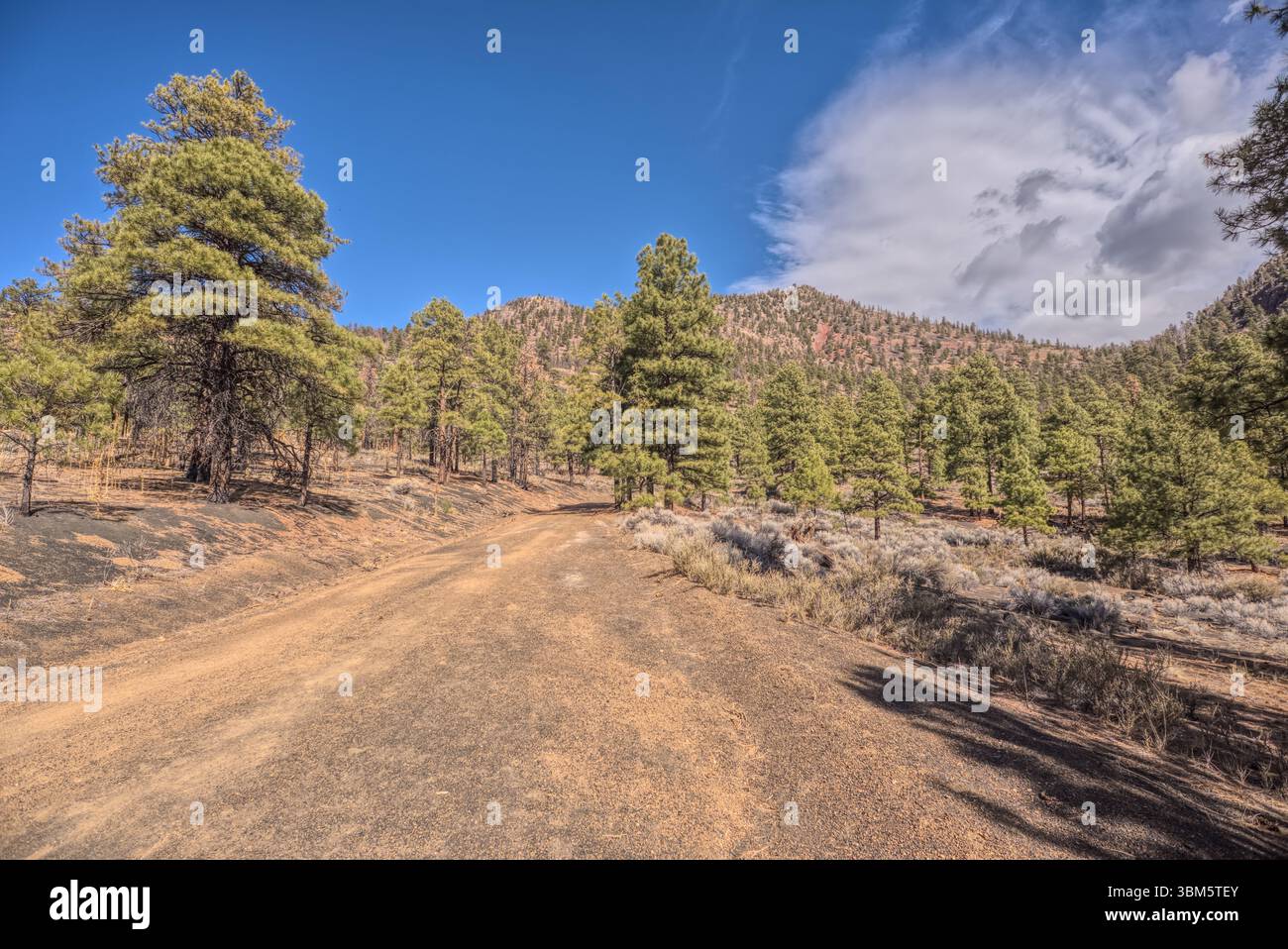 Forest Service Road that leads to the O'Leary Peak Watchtower and ...