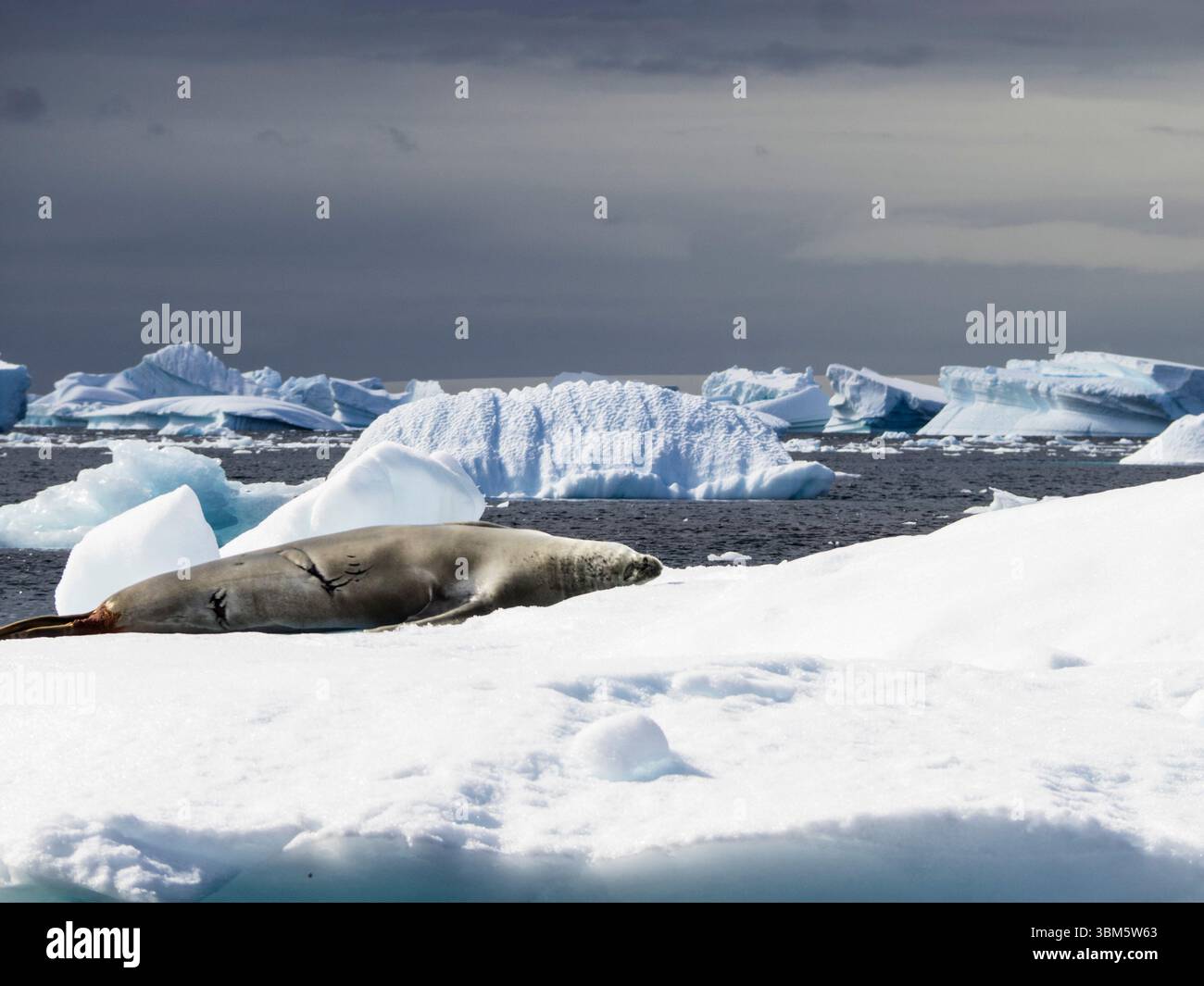 Crabeater seal (Lobodon carcinophagus) resting on an ice floe, Pleneau ...