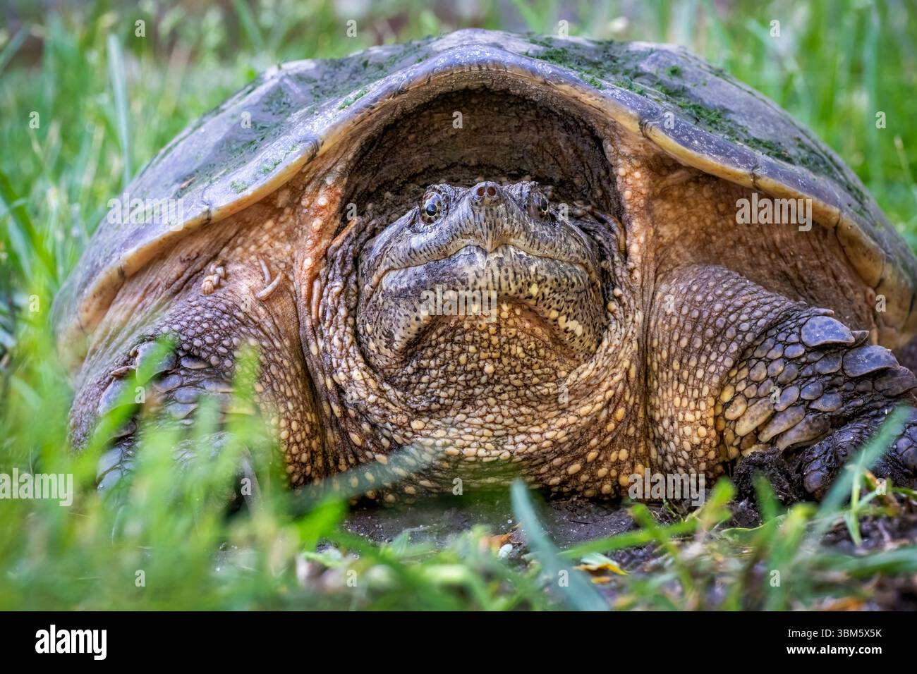 Head and face of Common Snapping turtle (Chelydra serpentina), Eastern ...