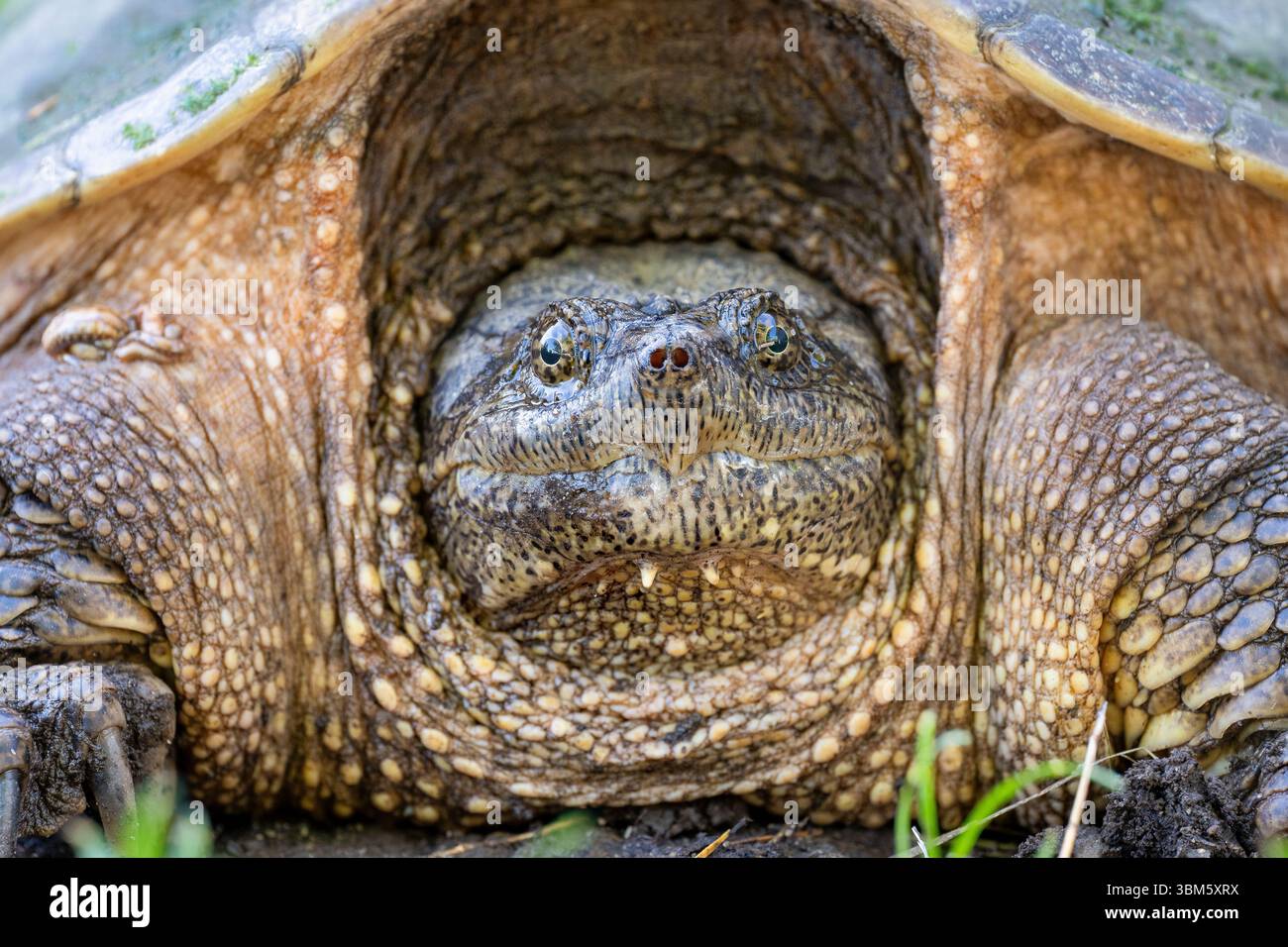 Head and face of Common Snapping turtle (Chelydra serpentina), Eastern ...
