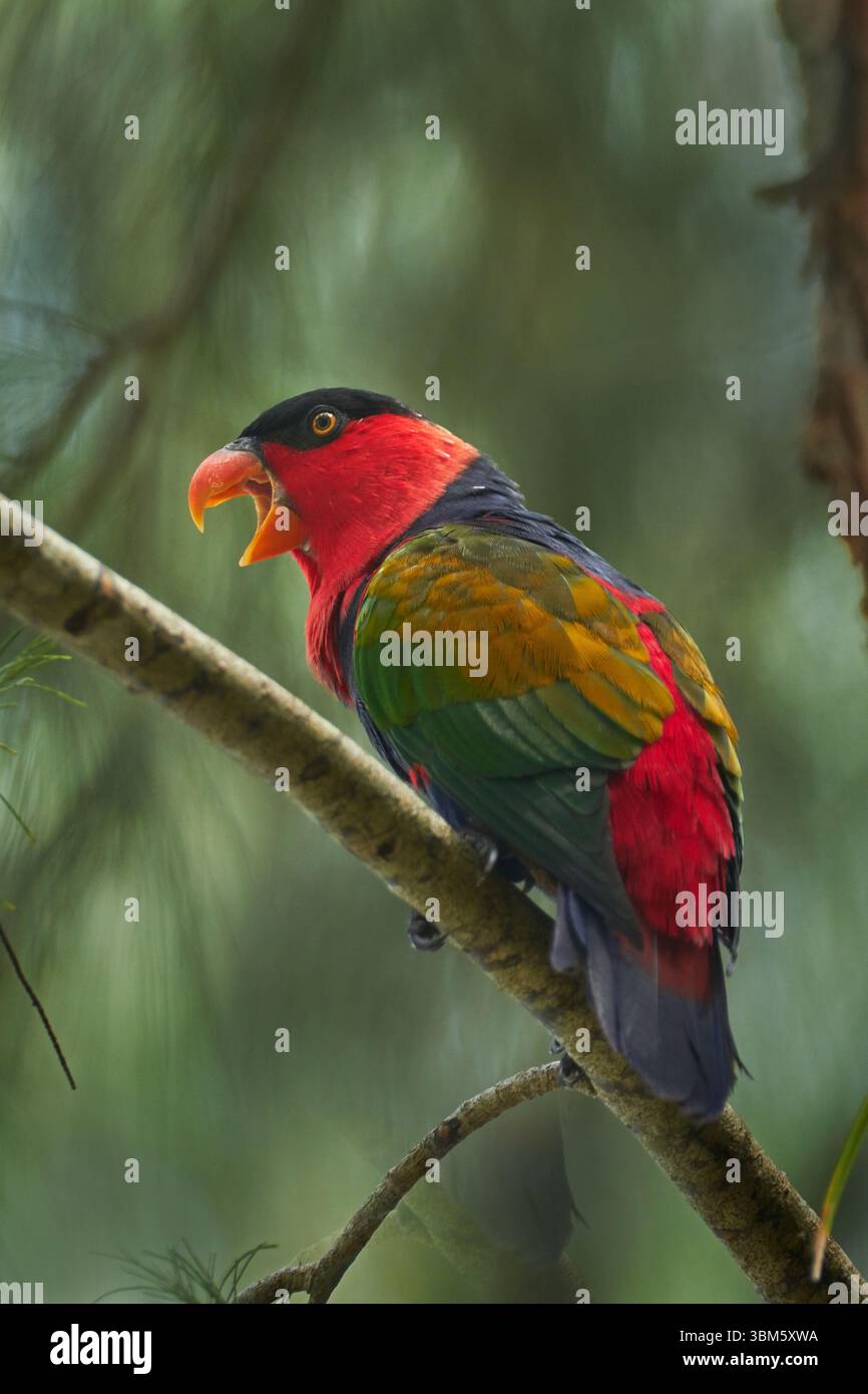 Black-capped lory (Lorius lory), Panun Island, Misool, Raja Ampat ...