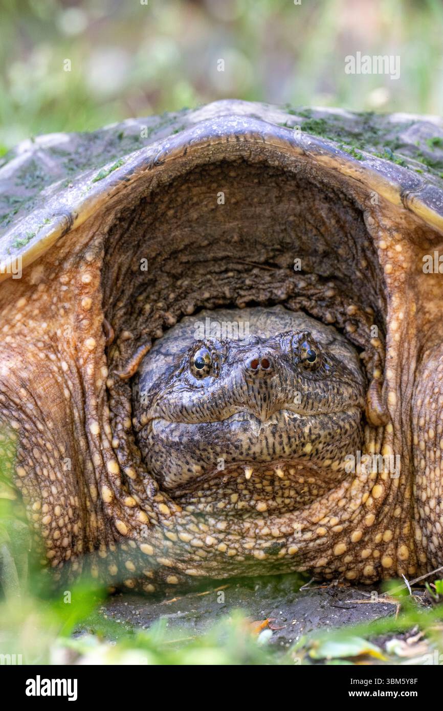 Head and face of Common Snapping turtle (Chelydra serpentina), Eastern ...