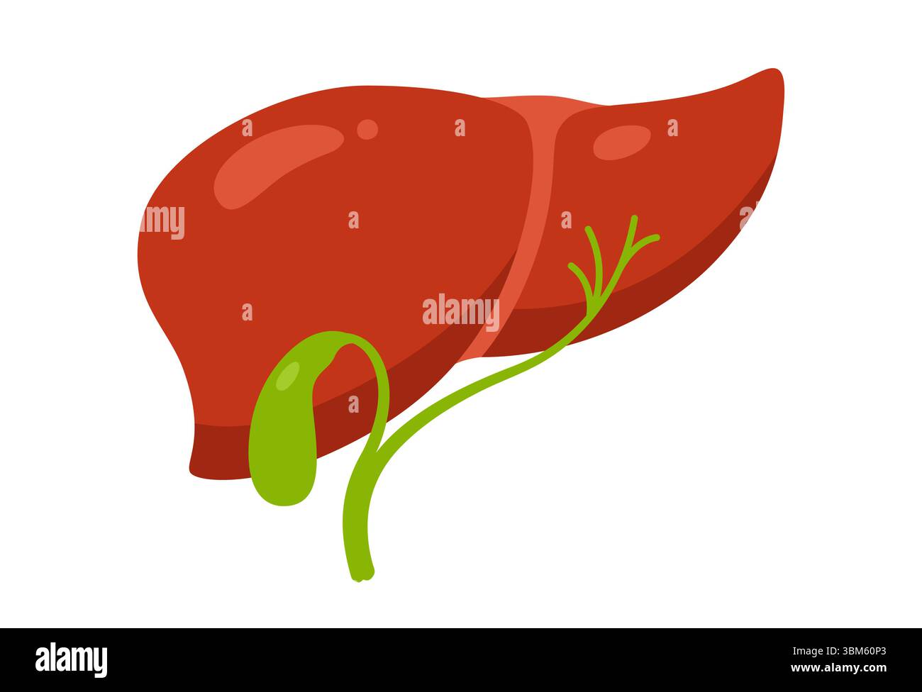 Human liver with gall bladder cartoon stylized vector illustration ...