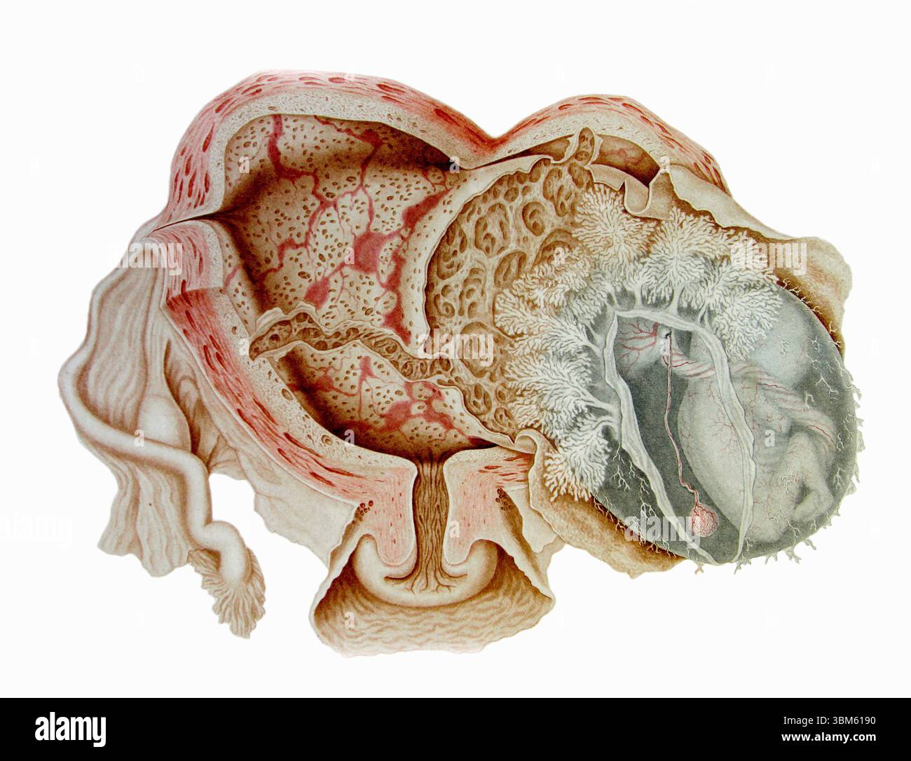 Human foetus, illustration. The foetus at 3 months gestation is seen ...