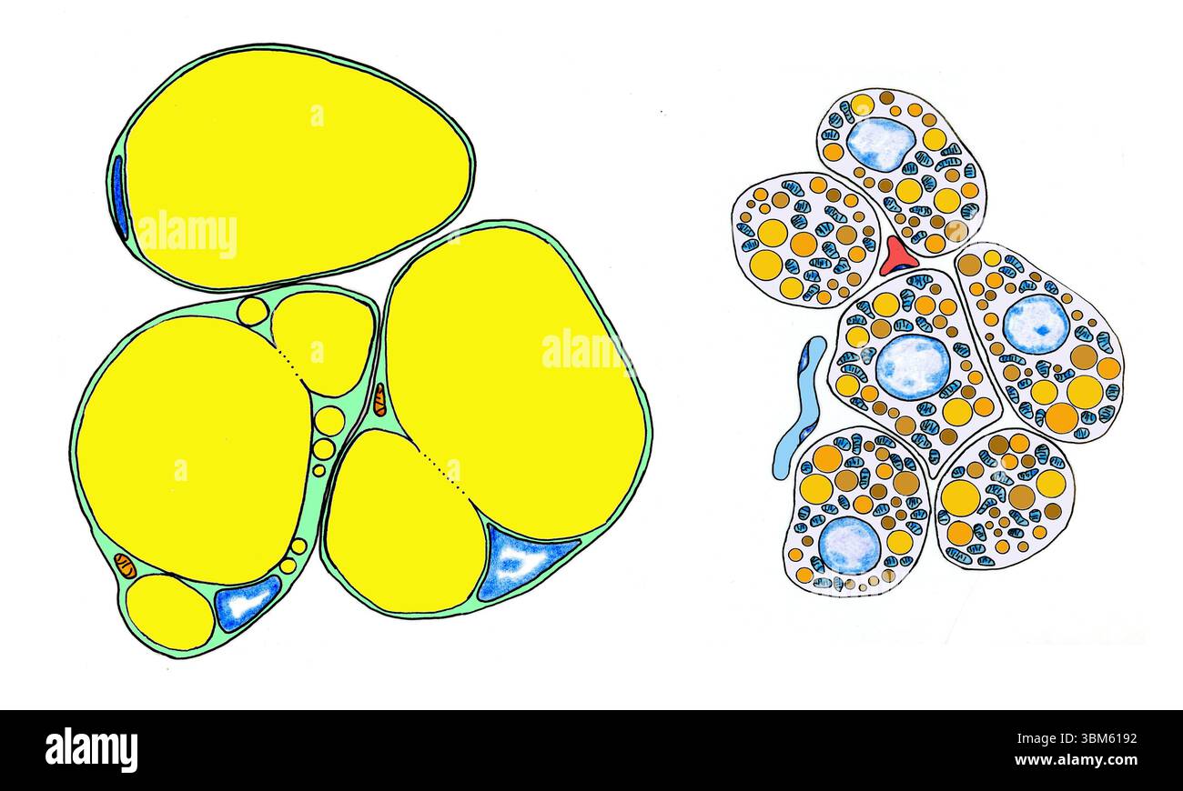 Fat cells, illustration. Fatty or adipose tissue occurs as large white ...