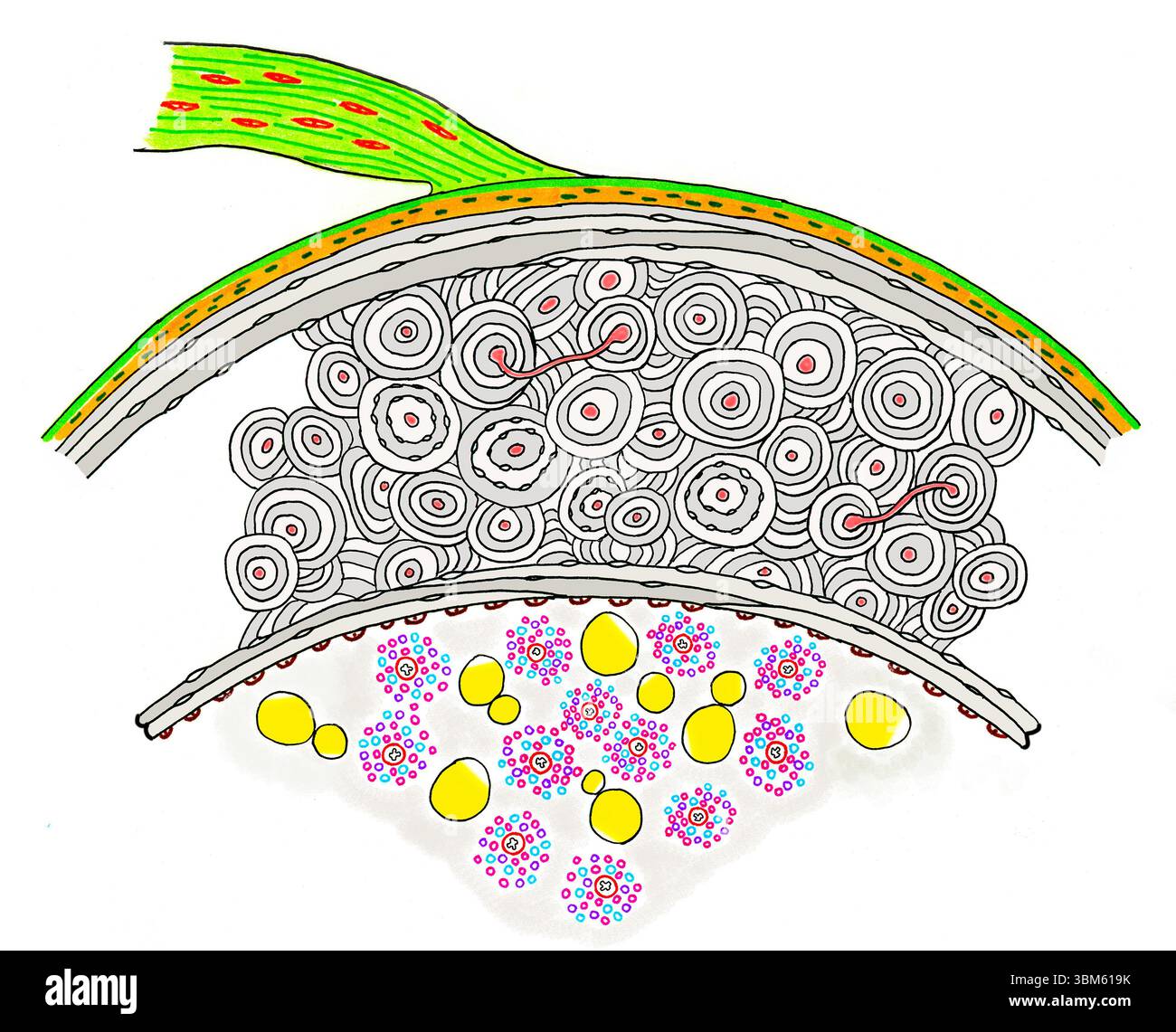 Illustration of osteons in mature bone each showing concentric layers ...