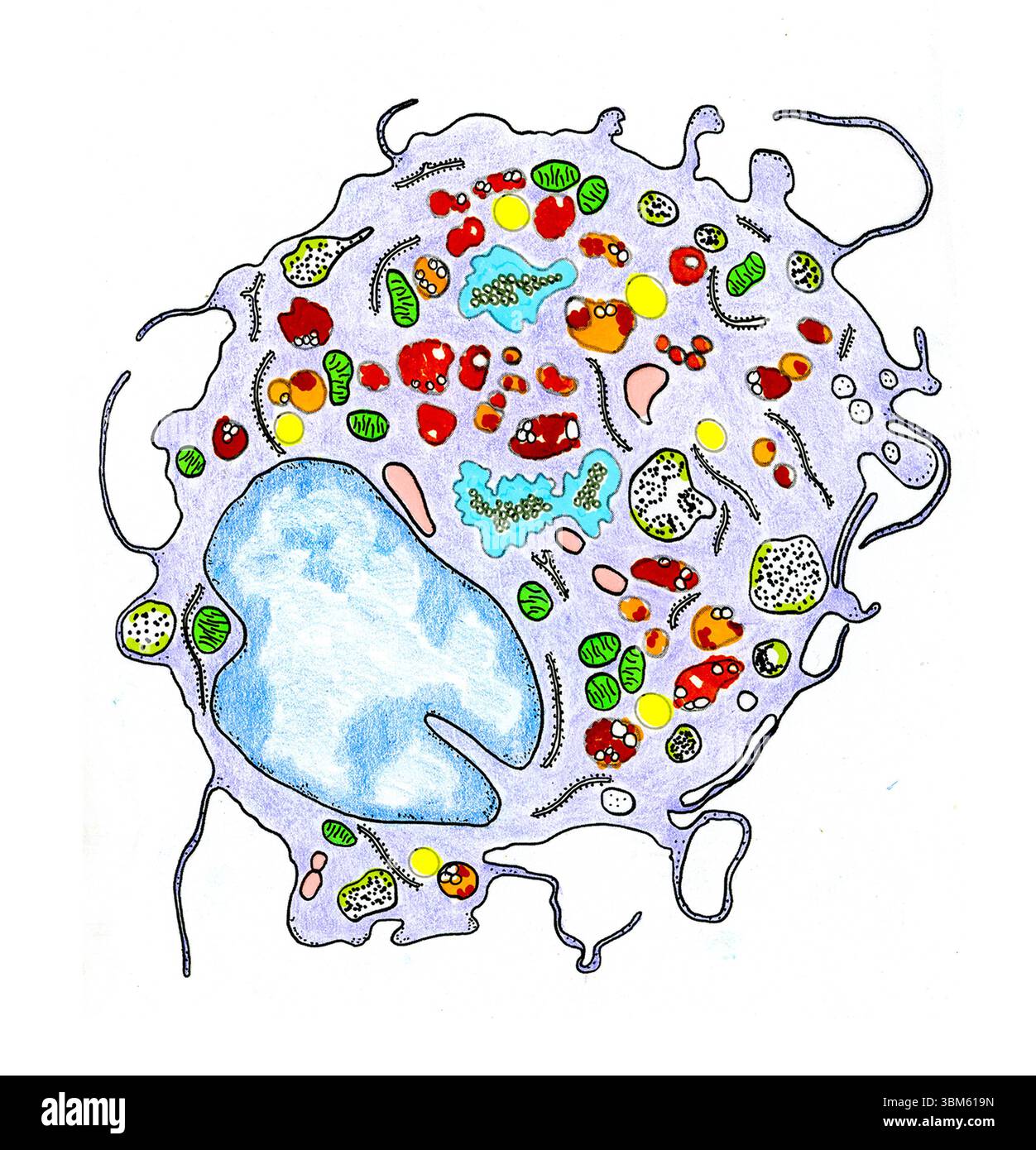 Macrophage, illustration. Macrophages detect and destroy cells, tissues ...