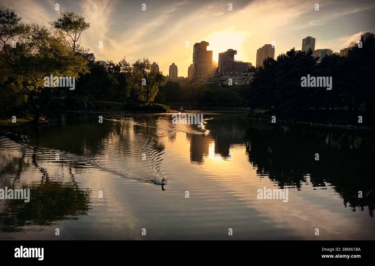 Lake park view, swimming ducks and behind modern buildings silhouette ...