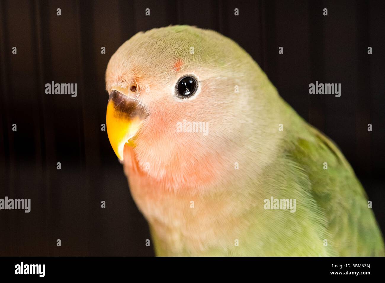 Lovebird close up hi-res stock photography and images - Alamy