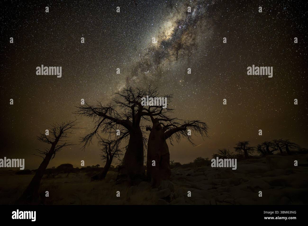 Silhouette of a baobab tree with starry sky and Milky Way, African ...