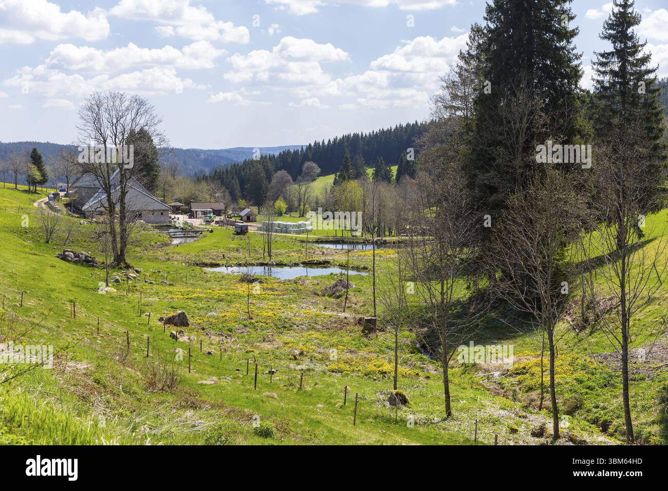 Upper reaches of the Breg, which becomes the Danube, shortly after the ...