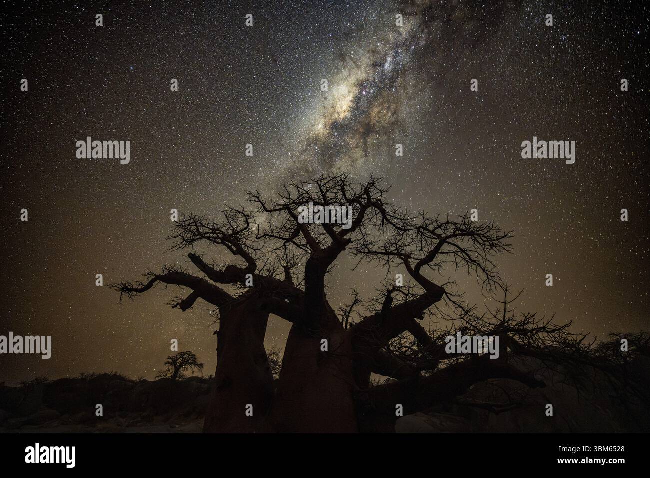 Silhouette of a baobab tree with starry sky and Milky Way, African ...