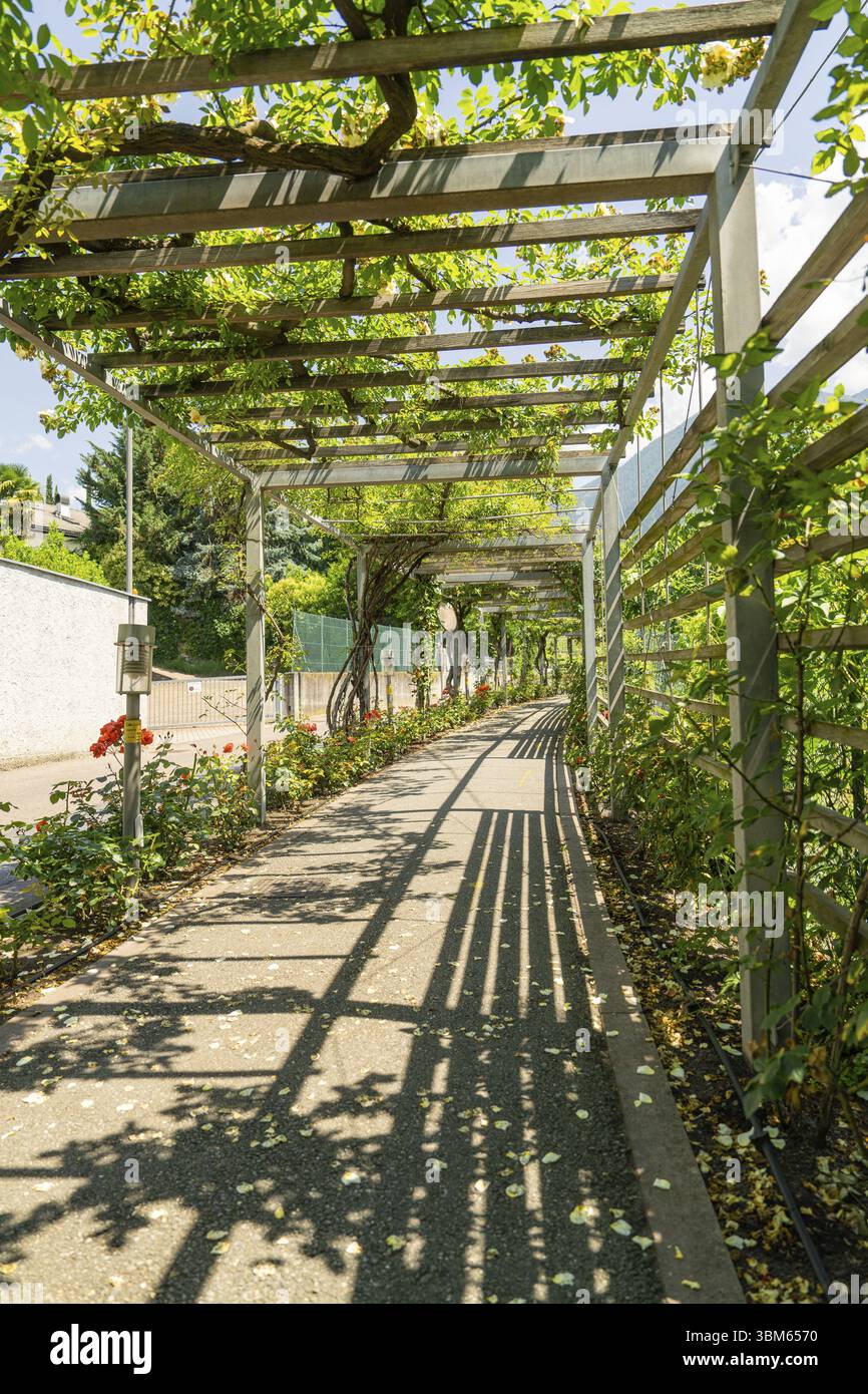 A sunny garden path with pergola and flowering plants, Botanical Garden ...