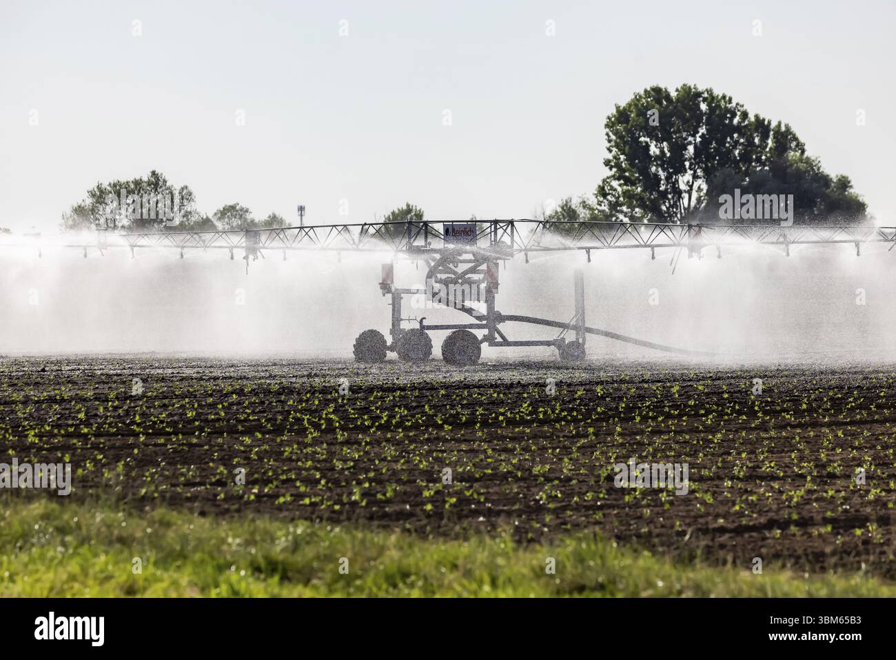 Hot days, little rainfall. Irrigation of young vegetable plants during ...