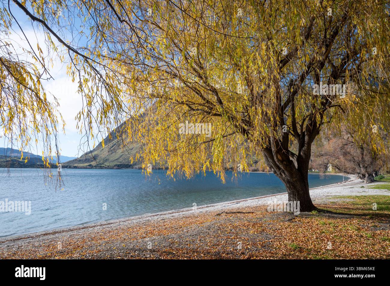 Trees beside Lake Wanaka, Glendhu Bay, Wanaka, Central Otago, South ...