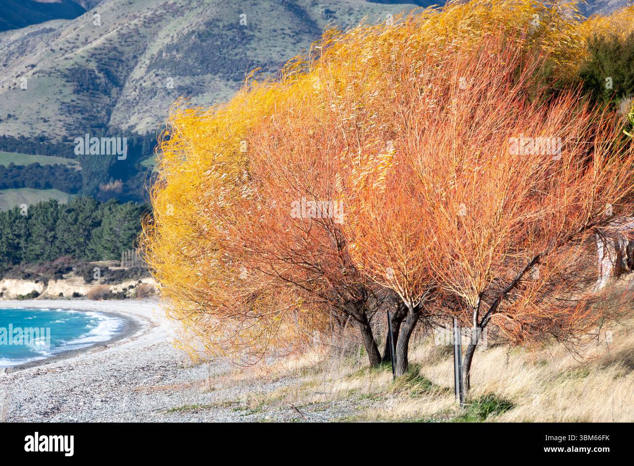 Autumn trees beside Lake Hawea, Central Otago, South Island, New ...