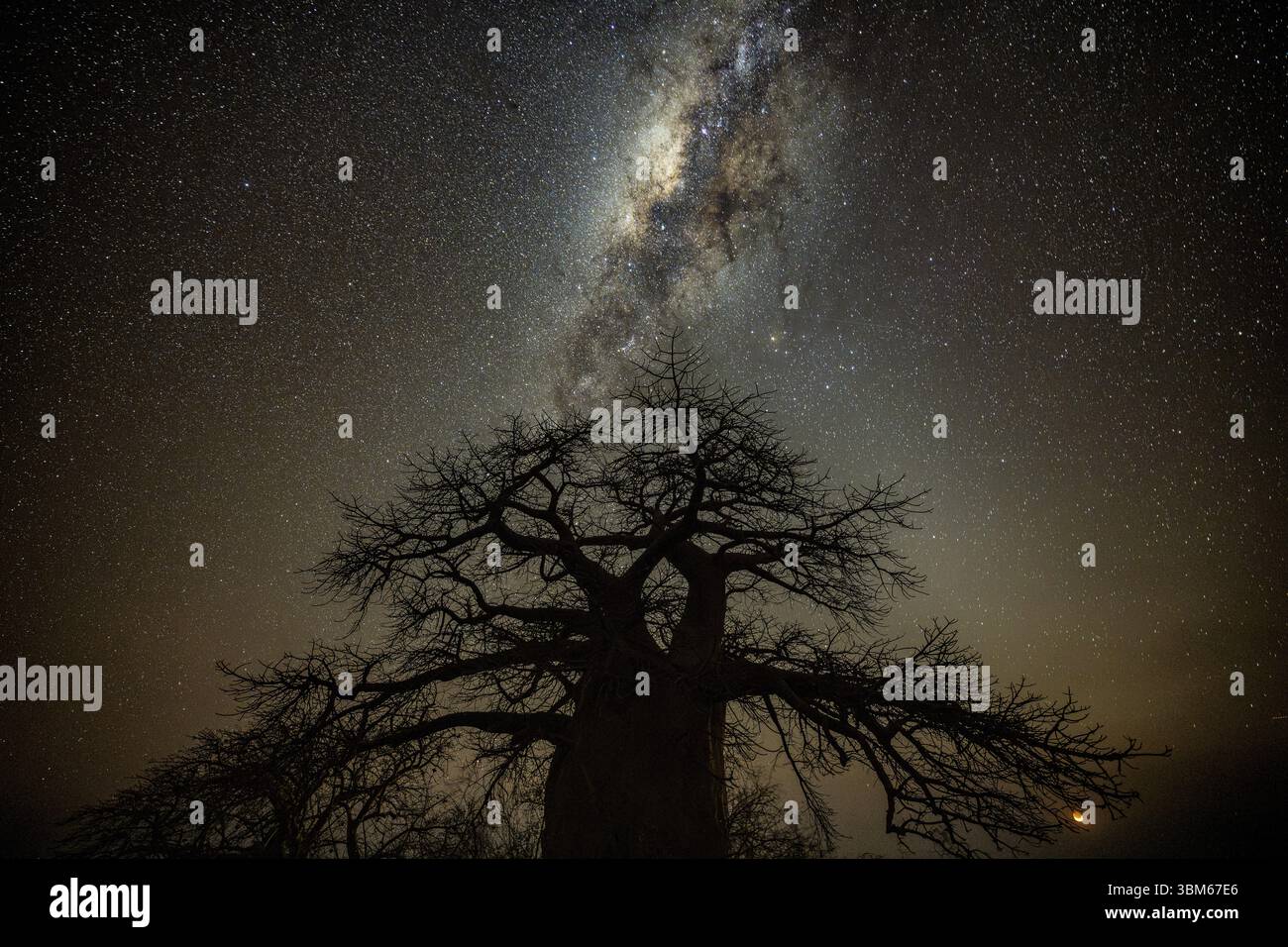 Silhouette of a baobab tree with starry sky and Milky Way, African ...