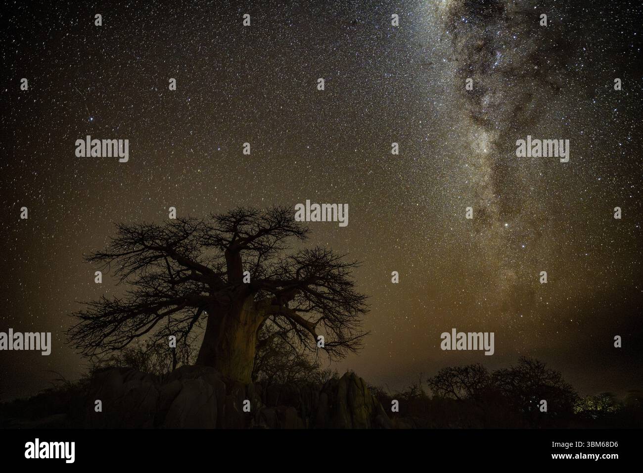 Silhouette of a baobab tree with starry sky and Milky Way, African ...