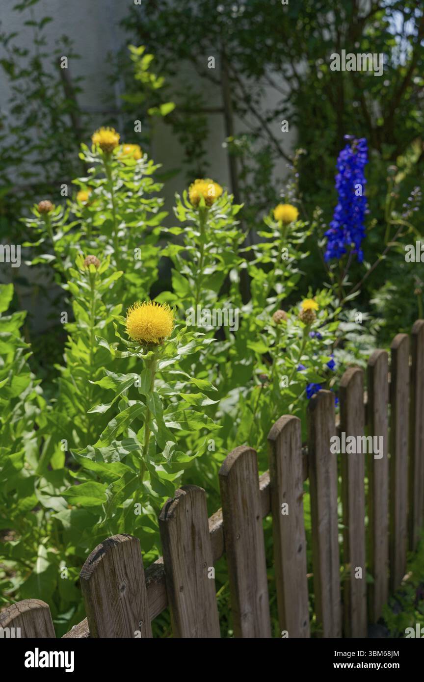 Giant knapweed (Centaurea macrocephala), garden, bee pasture, insect ...
