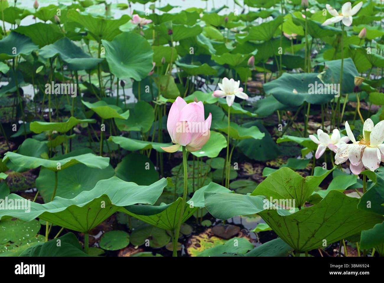 pink lotus flower ready to blossom in the lake in the garden Stock Photo - Alamy