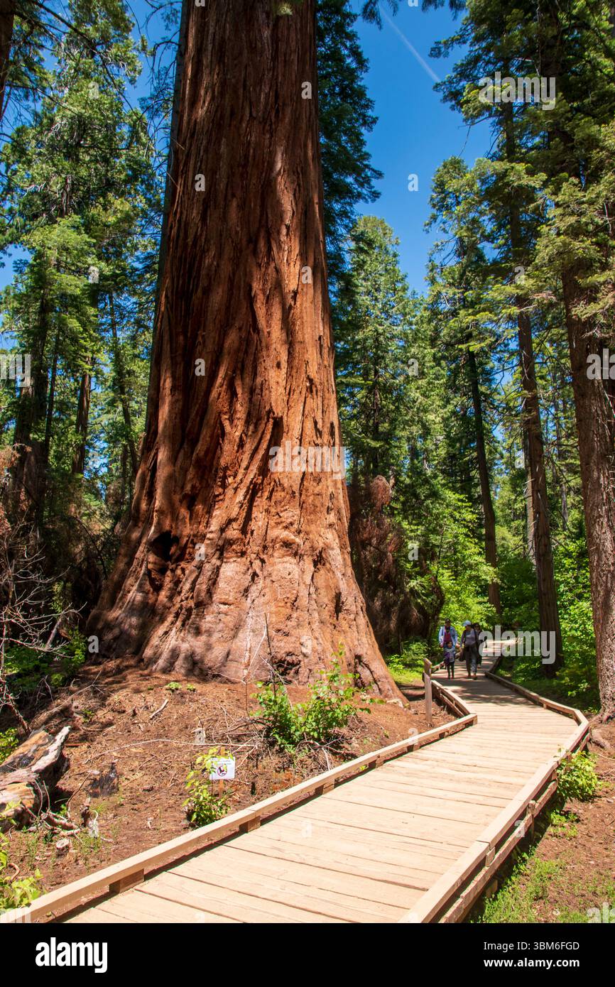 Calaveras Big Trees State Park is home to giant sequoia trees in this ...