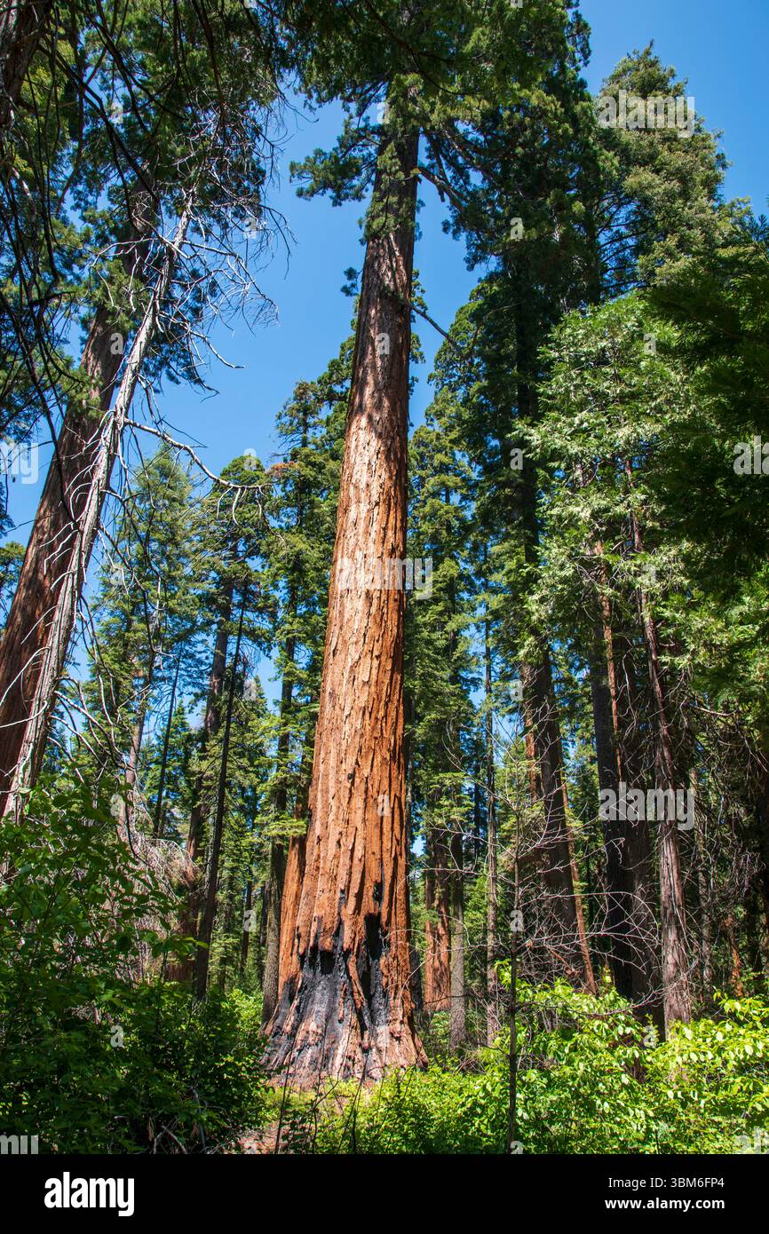 Calaveras Big Trees State Park is home to giant sequoia trees in this ...