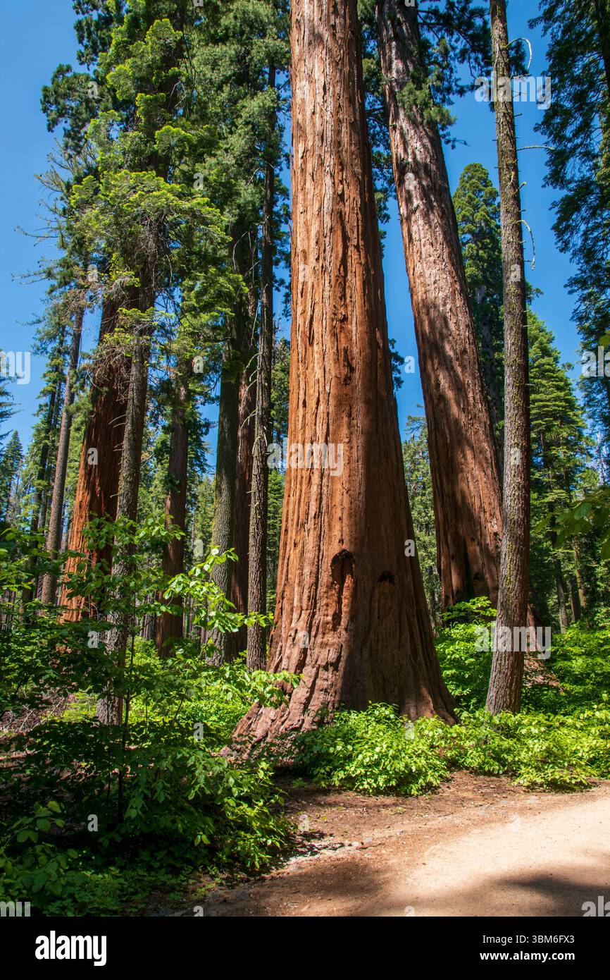 Calaveras Big Trees State Park is home to giant sequoia trees in this ...