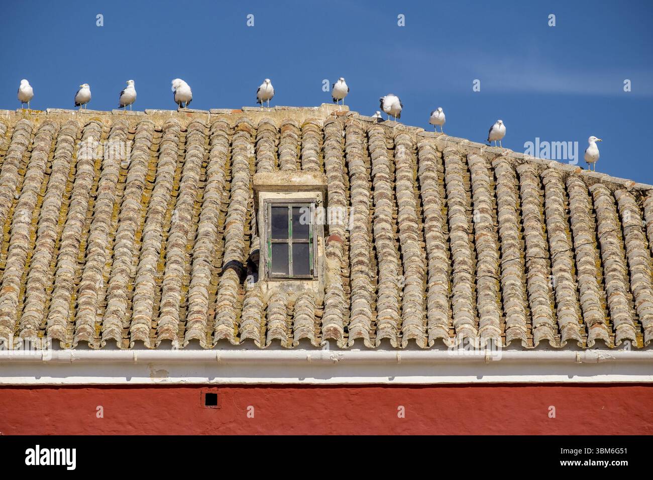 Seagulls on the roof of the Menorca Military Museum, old barracks of ...