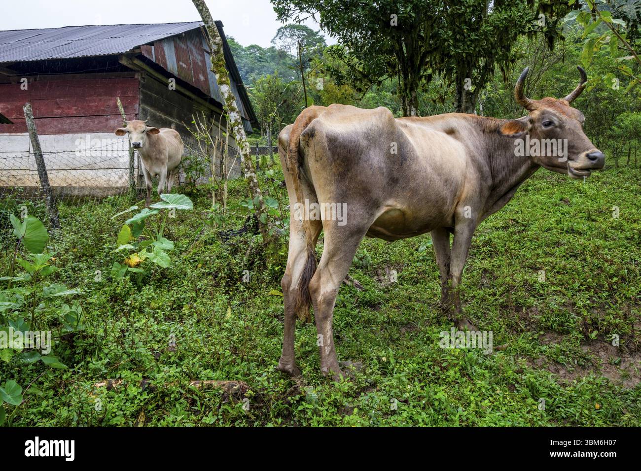 Maya civilization farming hi-res stock photography and images - Alamy