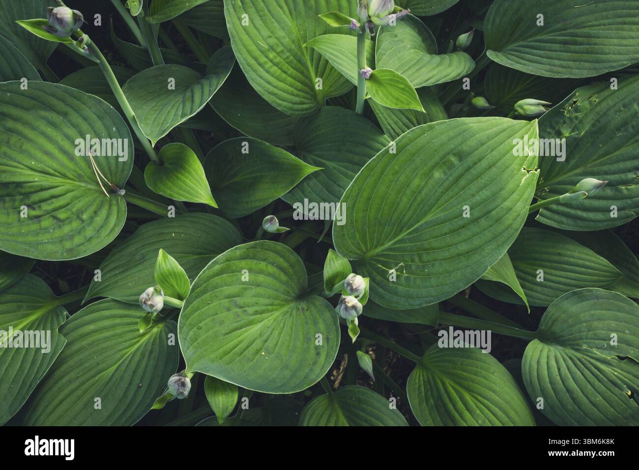 Green nature leaf texture. Leaves Hosta plant background Stock Photo ...