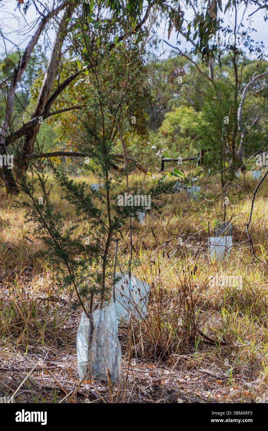 Successful Revegetation of Native Plants in the Australian Bush Stock Photo - Alamy