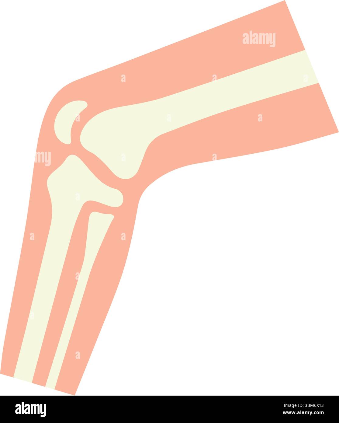 human knee joint side view diagnosis Stock Vector Image & Art - Alamy