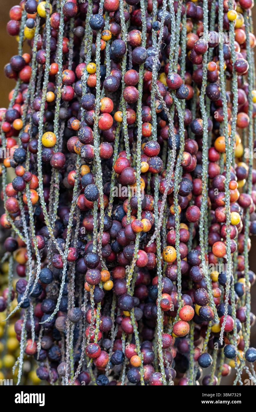 Seeds from the Fishtail palm tree Stock Photo - Alamy