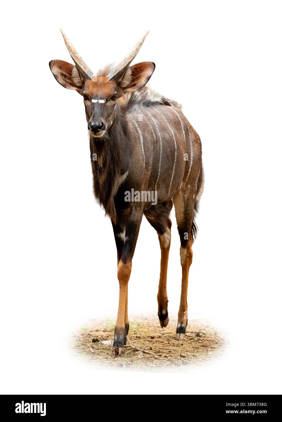Front view on majestic Cut Out Stock Images & Pictures - Alamy
