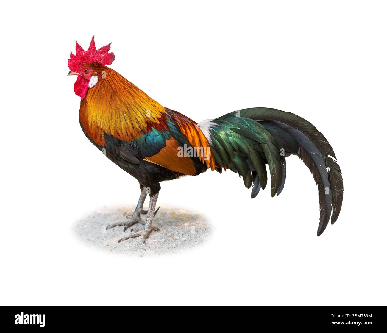 Red tail bird standing Cut Out Stock Images & Pictures - Alamy