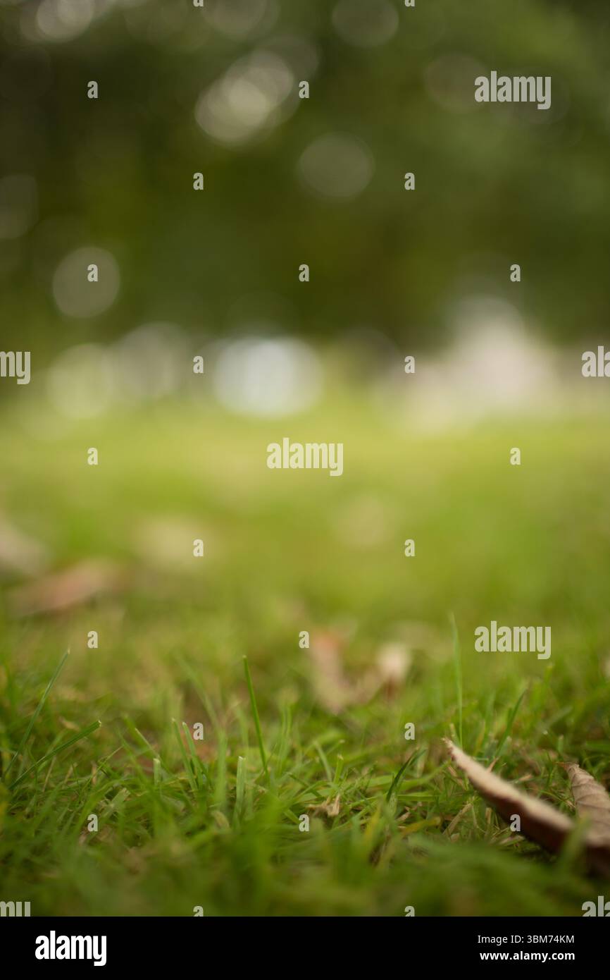 Closeup shot growing grass hi-res stock photography and images - Alamy
