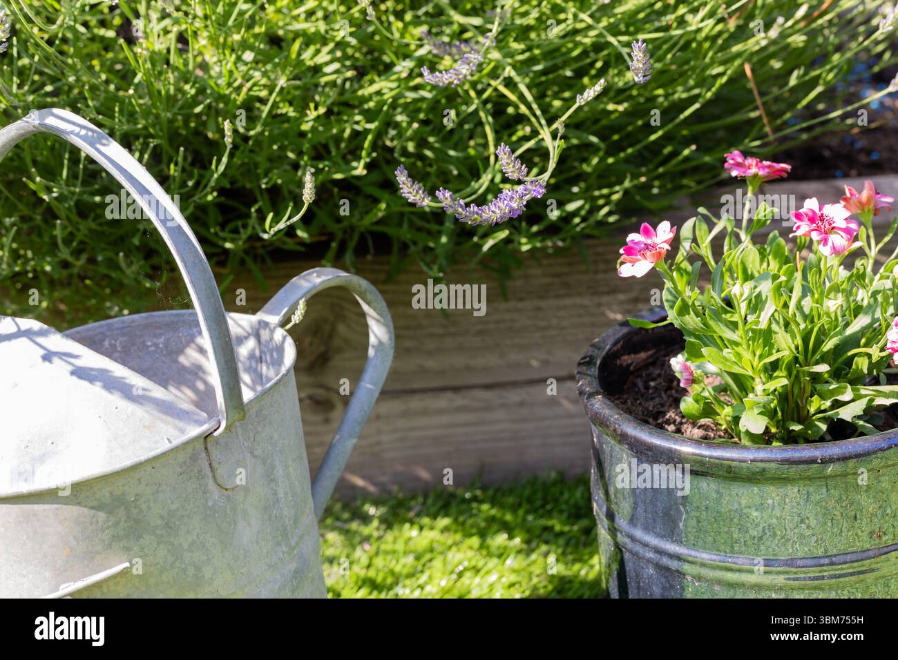 Closeup of a watering can and flowering plants in a garden in early ...