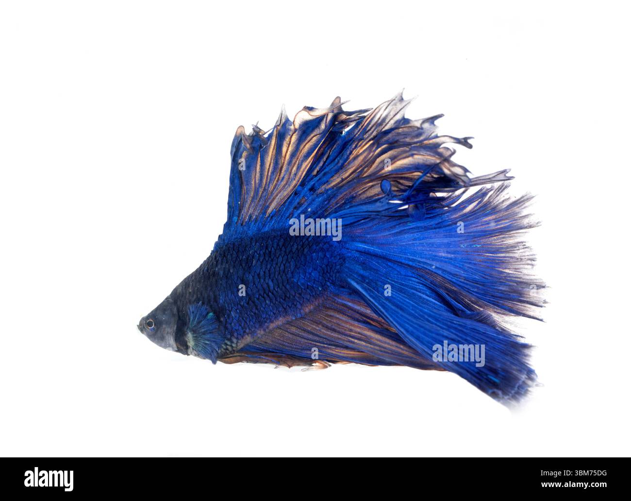 Siamese fighting fish in front of white background Stock Photo - Alamy