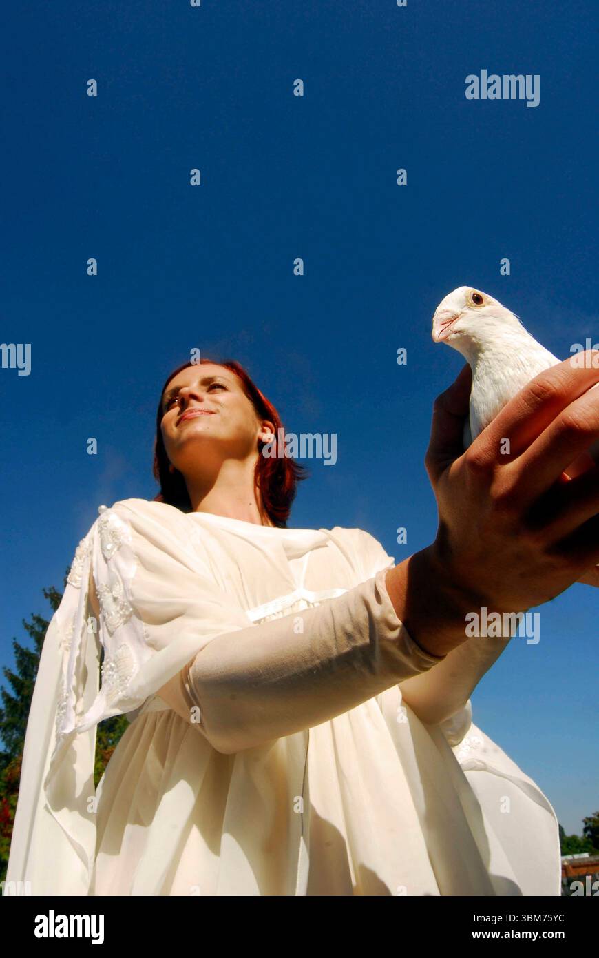 the white dove as a sign of peace and unity white dove as a sign of ...