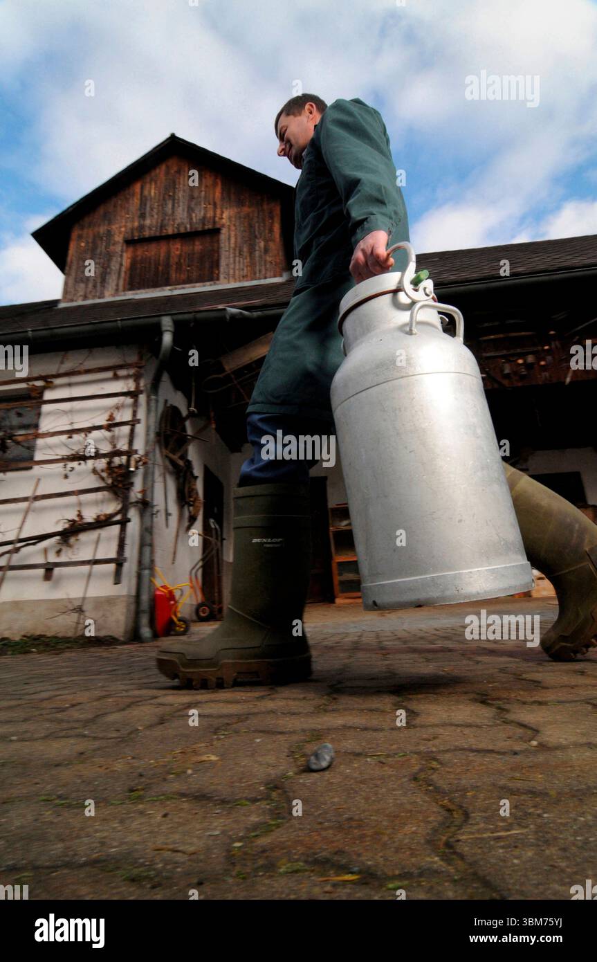 Fresh cow milk in milk cans on a dairy farm Milk cans on a dairy farm ...