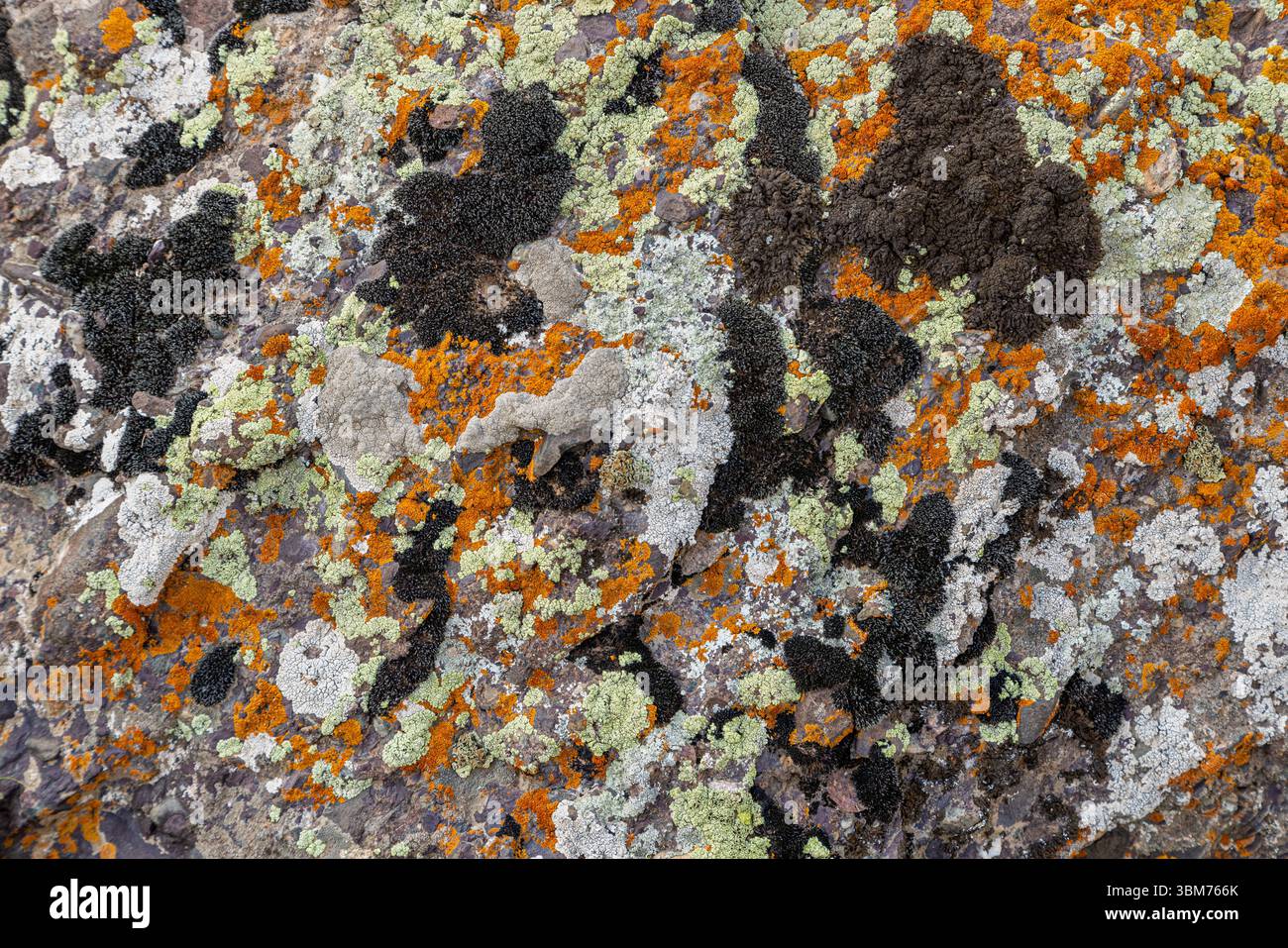 Colorful lichen covering rugged sedimentary metamorphic rock surface ...