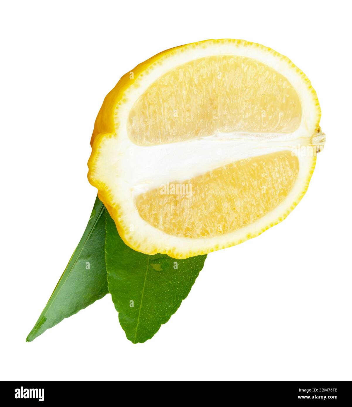 Front view of ripe yellow lemon fruit in slice and ellipse or oval half ...
