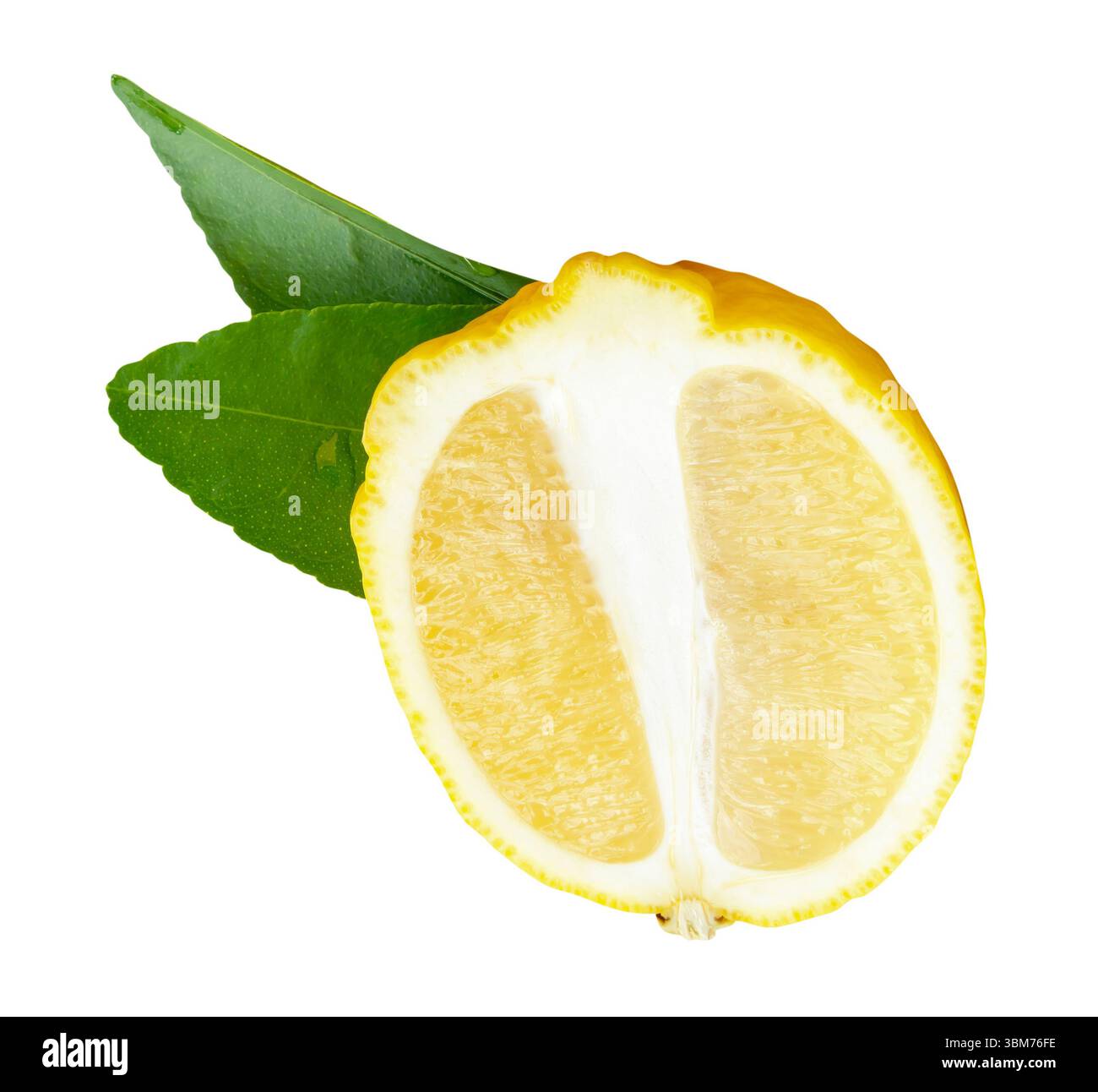 Front view of ripe yellow lemon fruit in slice and ellipse or oval half ...